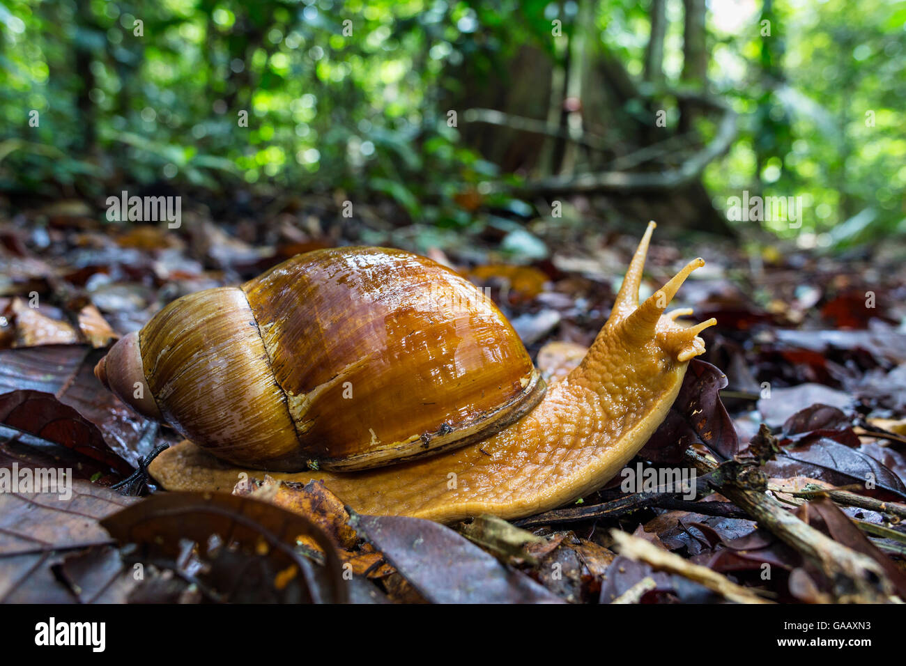 Amazon rainforest invertebrates hi-res stock photography and images - Alamy