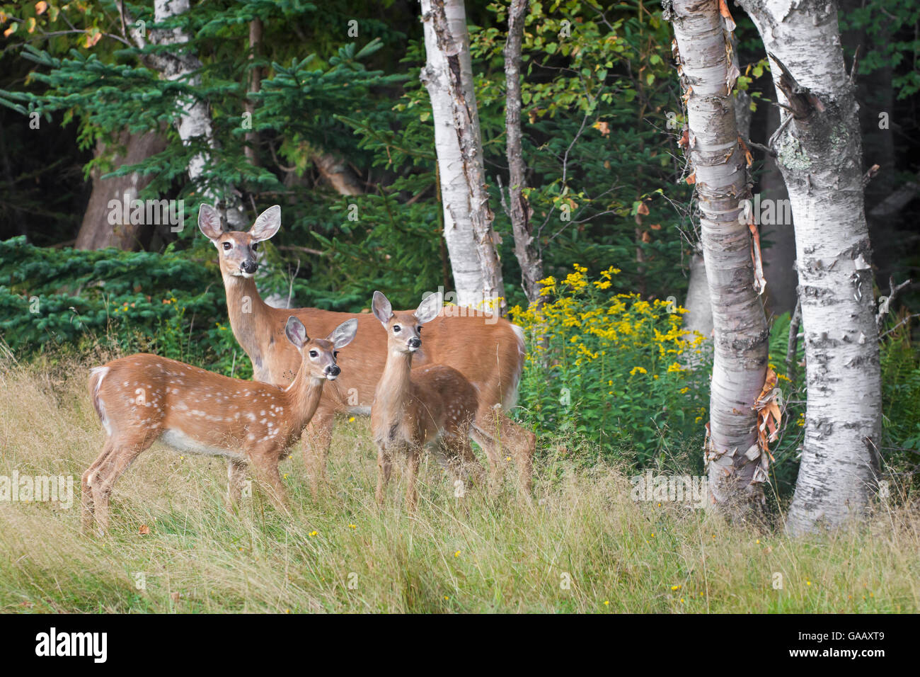 White-tailed deer (Odocoileus virginianus) mother with fawn. Acadia ...