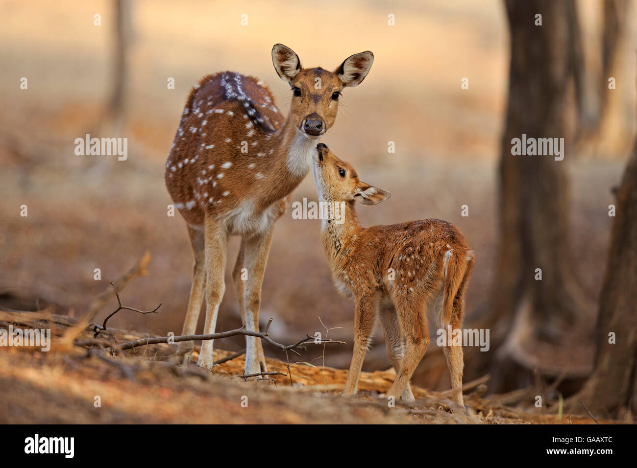 Chital Deer