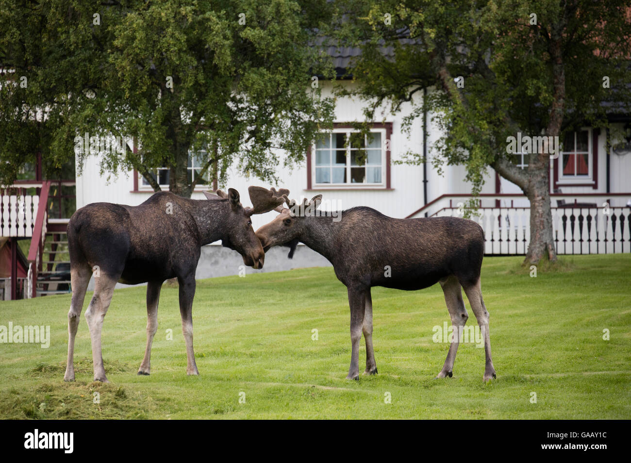 Bull moose side profile hi-res stock photography and images - Alamy