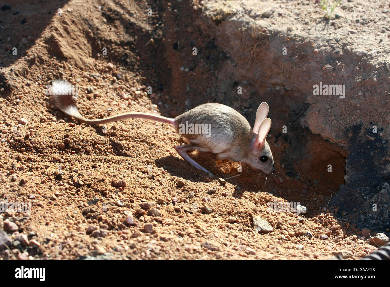 Jerboa hi-res stock photography and images - Alamy