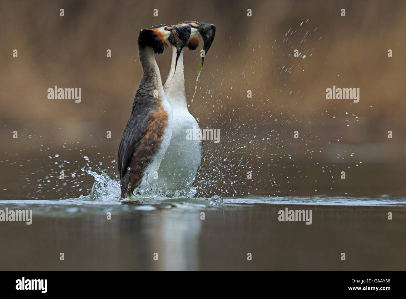 Great crested grebe (Podiceps cristatus cristatus) courtship weed dance ...
