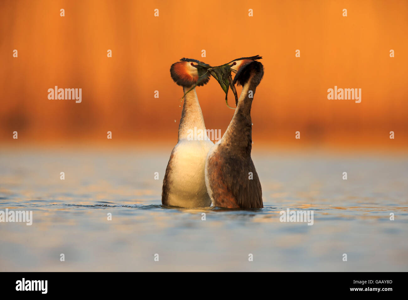 Great crested grebe (Podiceps cristatus cristatus) courtship weed dance ...