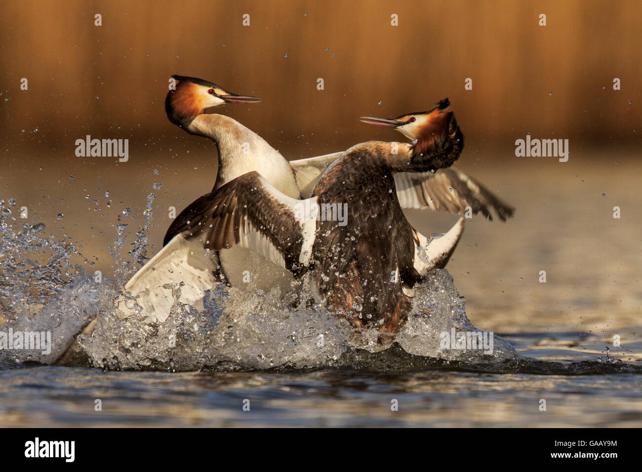 Great crested grebe mating hi-res stock photography and images - Alamy