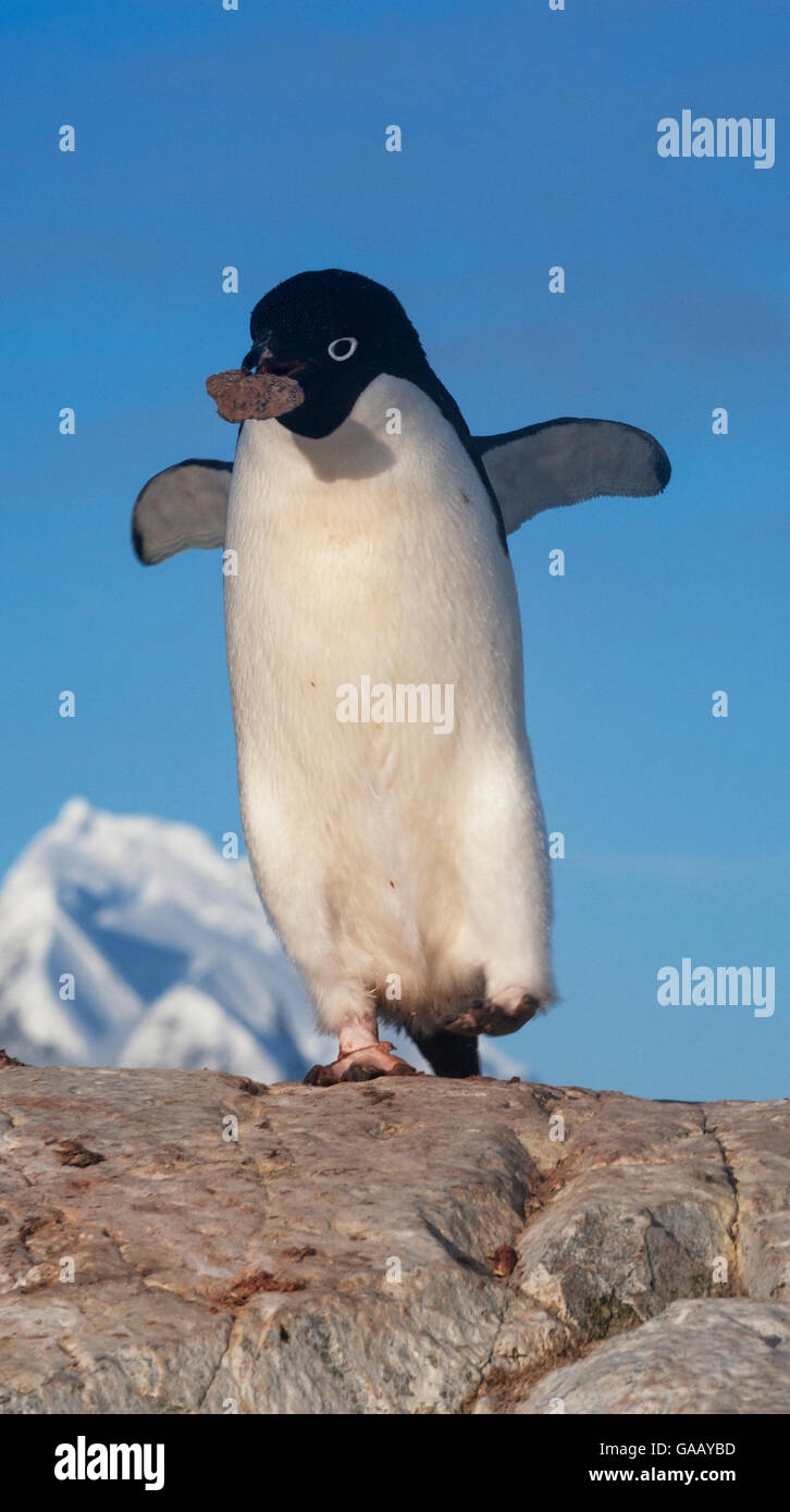 Adelie Penguin (Pygoscelis adeliae) carrying stolen rock from another ... Adelie Penguin (Pygoscelis adeliae) carrying stolen rock from another ...