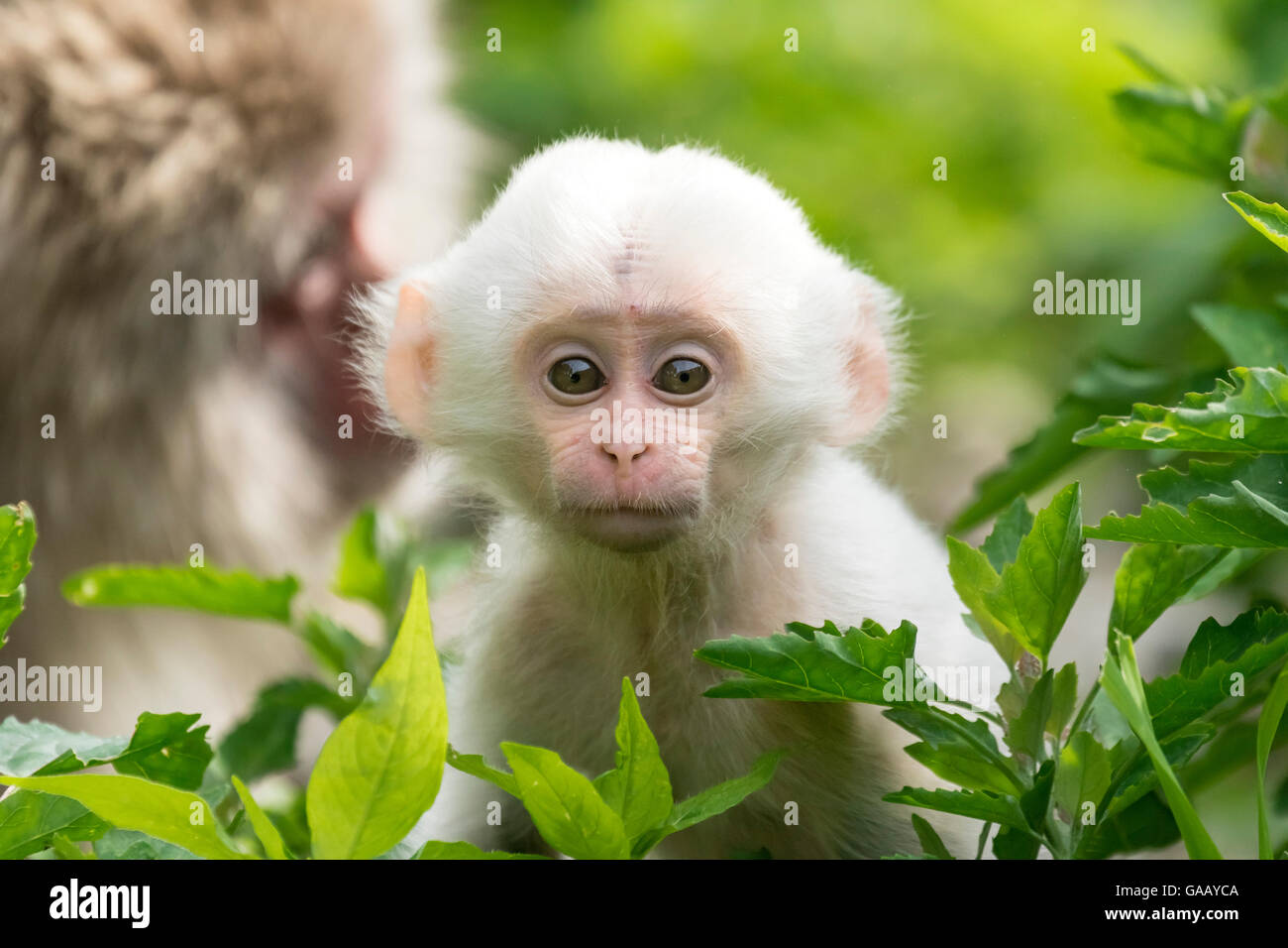 Japanese Macaque Baby