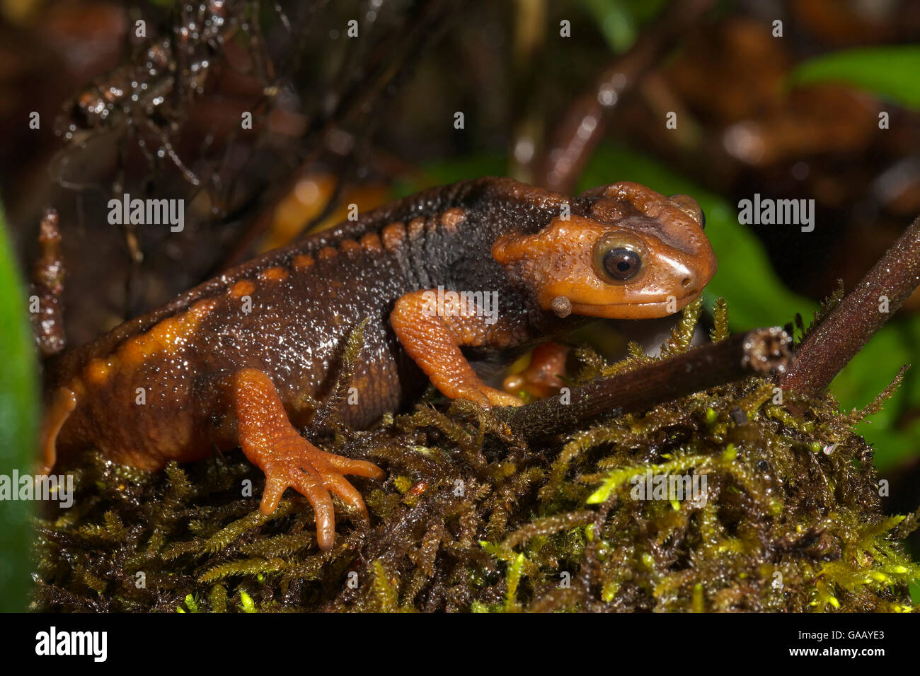 Crocodile newt (Tylototriton verrucosus) Gaoligong Mountain National ...