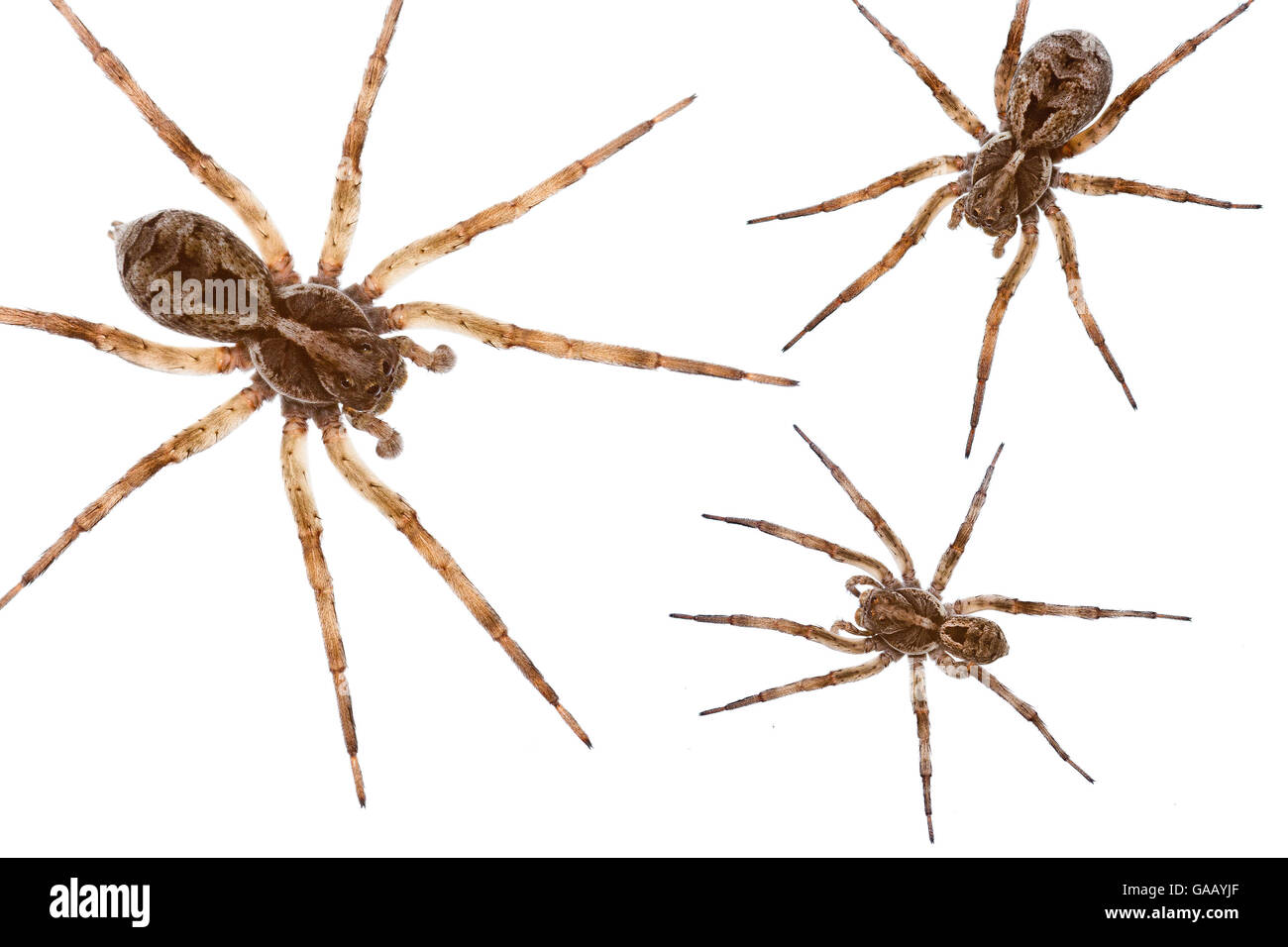 Wolf spider (Venator immansueta) Perth, South-Western Australia Stock ...