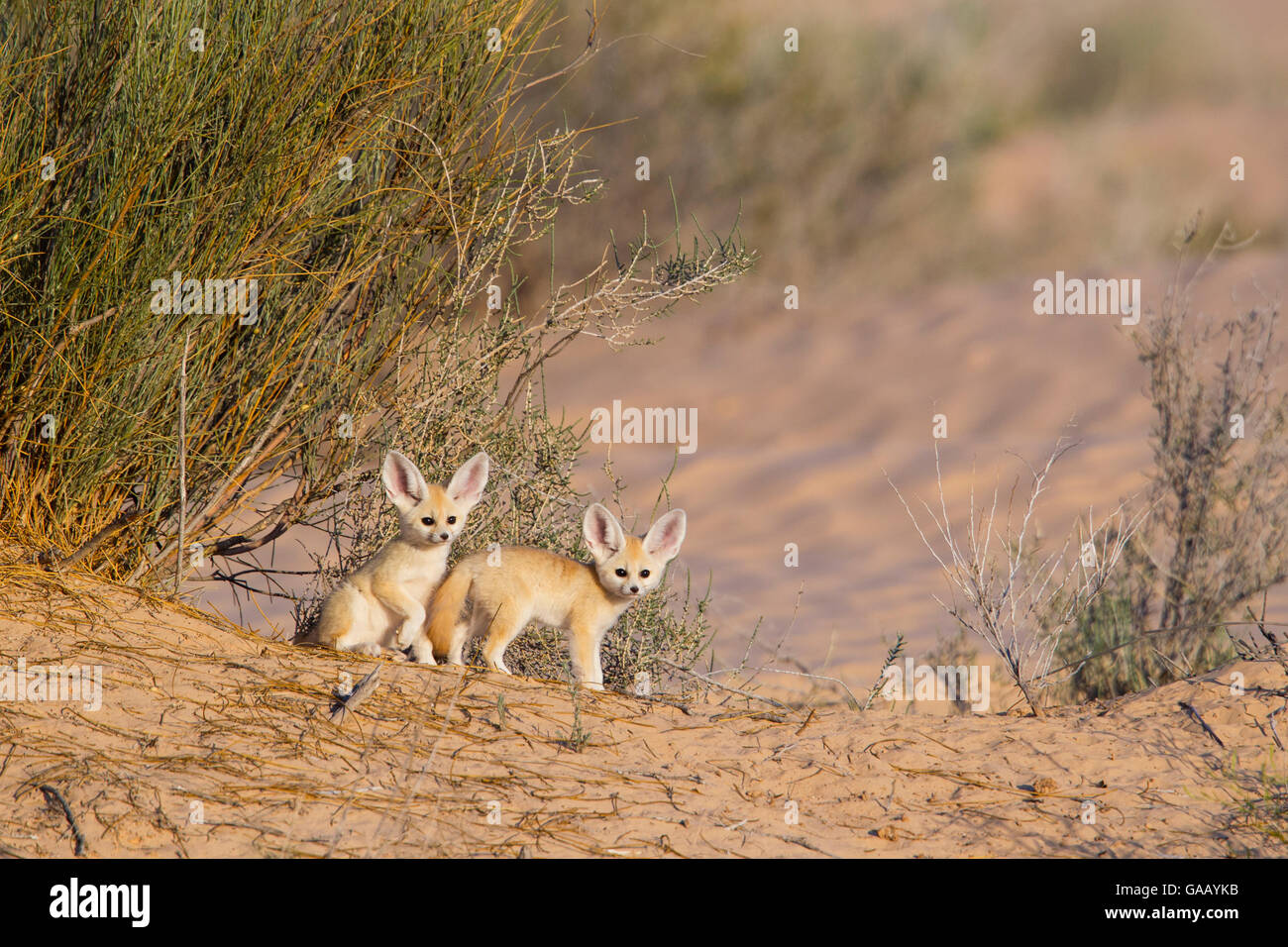 Fennec fox den hi-res stock photography and images - Alamy
