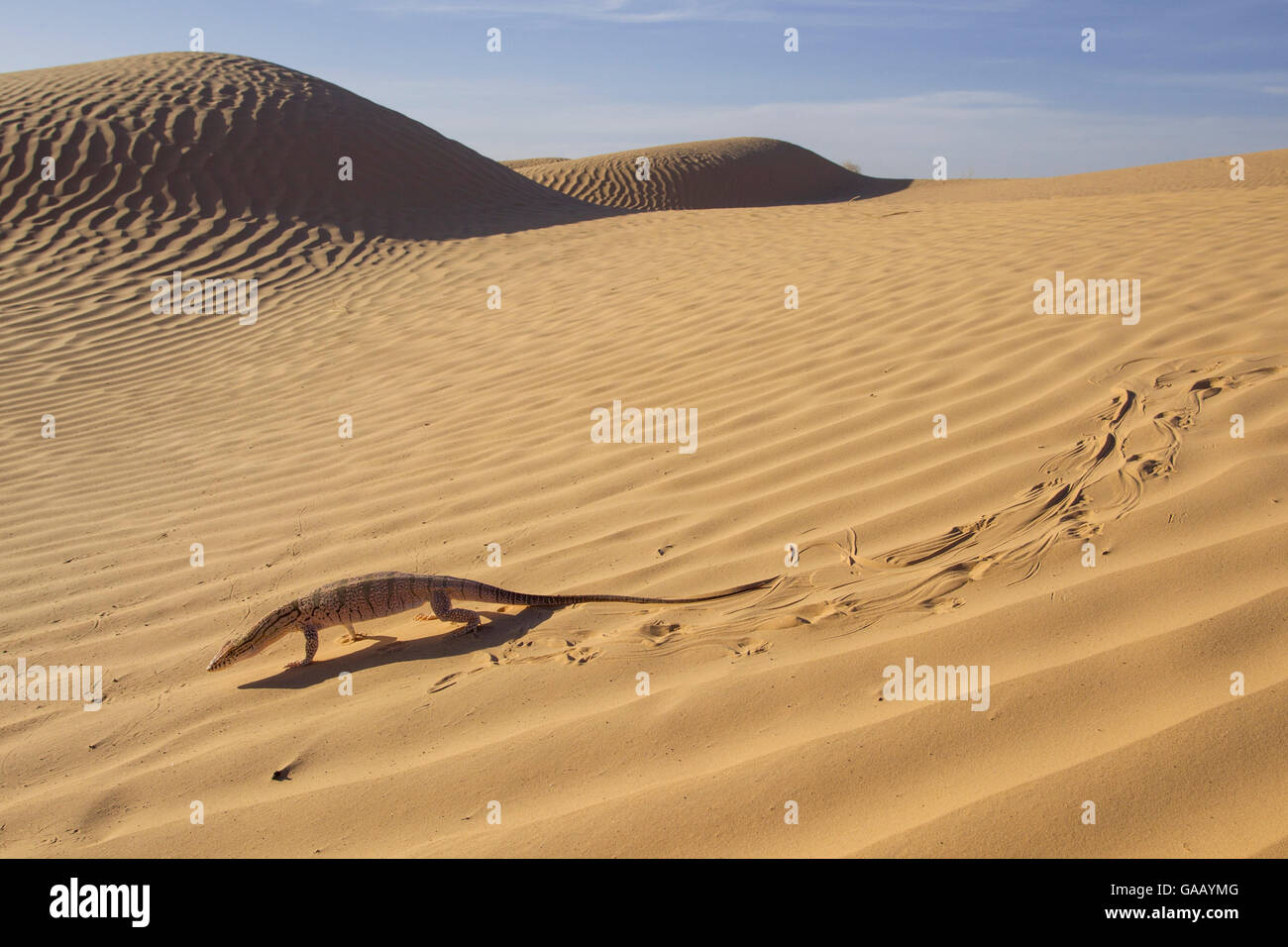 Desert monitor (Varanus griseus) moving across sand dunes, showing ...