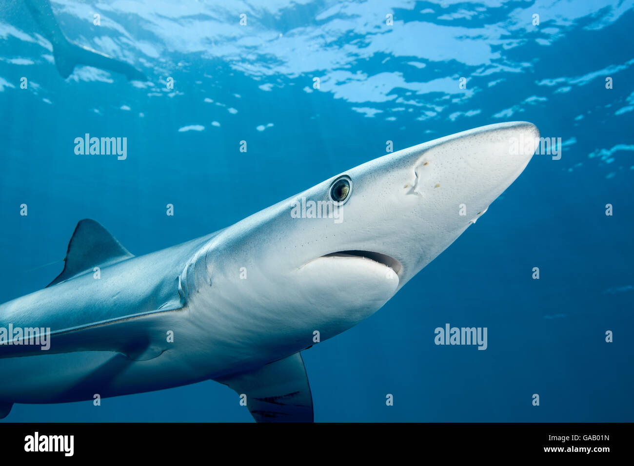Shark underside hi-res stock photography and images - Alamy
