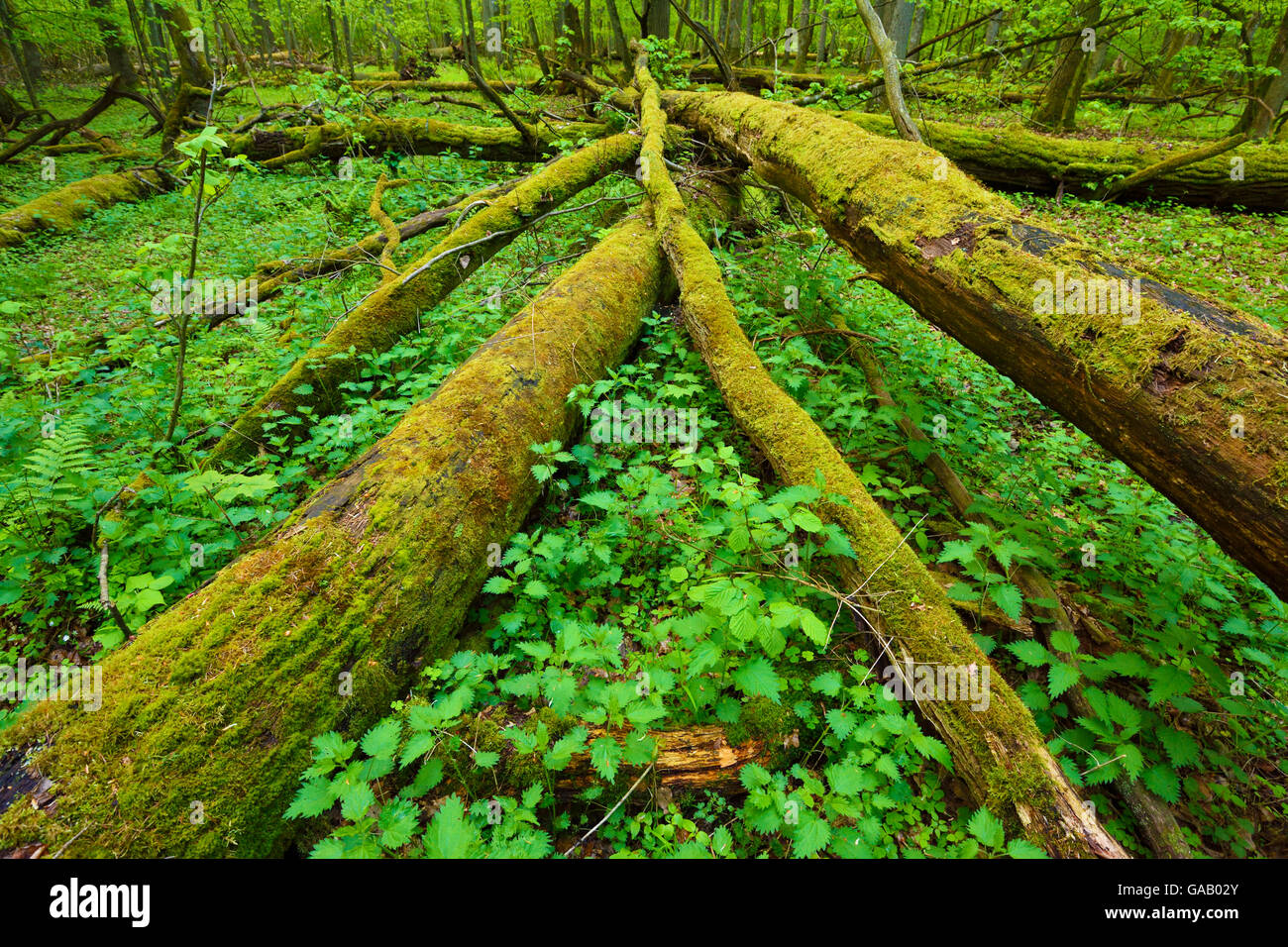 Broadleaf Evergreen Forest Stock Photos & Broadleaf Evergreen Forest ...
