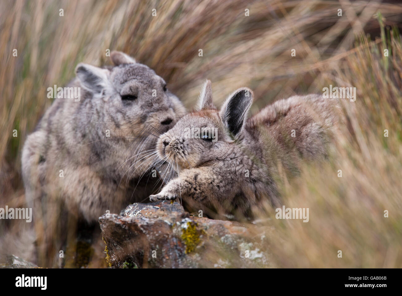 Northern viscacha (Lagidium peruanum) adult and young Cordillera Blanca ...
