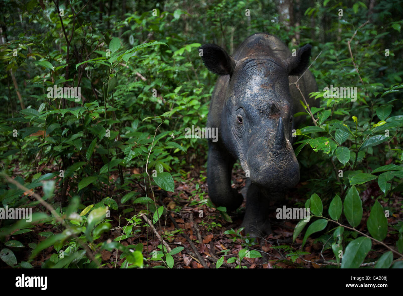 Sumatran rhino portrait hi-res stock photography and images - Alamy