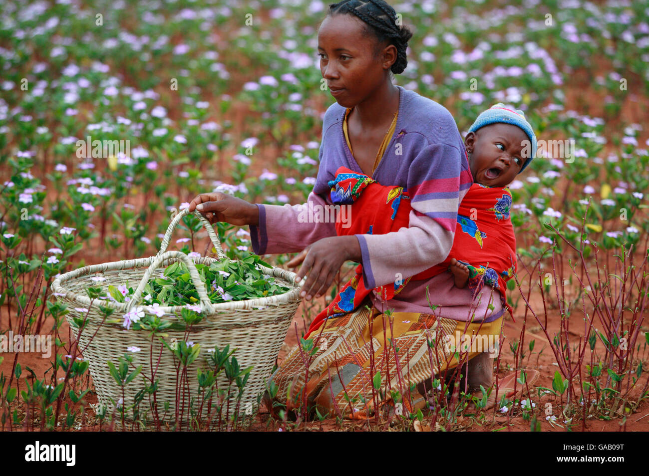 Woman with baby collecting Madagascar periwinkle (Catharanthus roseus ...
