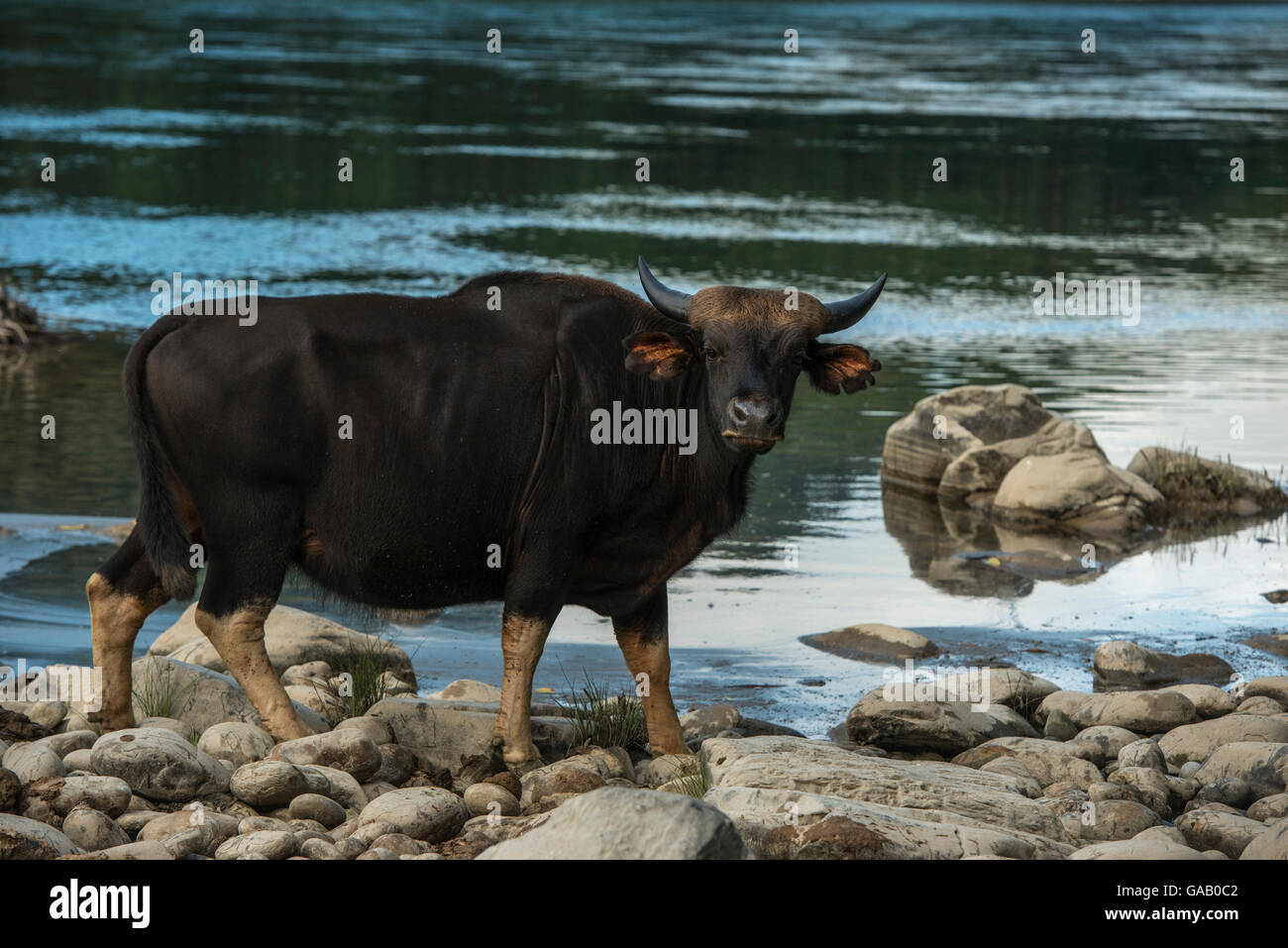 Mithun animal hi-res stock photography and images - Alamy