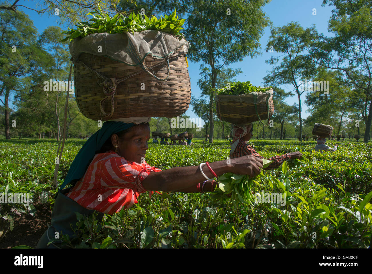Woman with basket on her head picking tea (Camellia sinensis), Assam ...