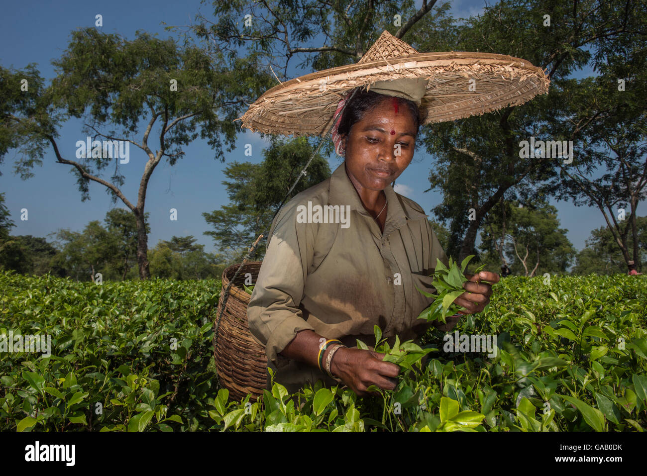 Tea picker, collecting Tea leaves (Camelia sinensis) wearing large ...