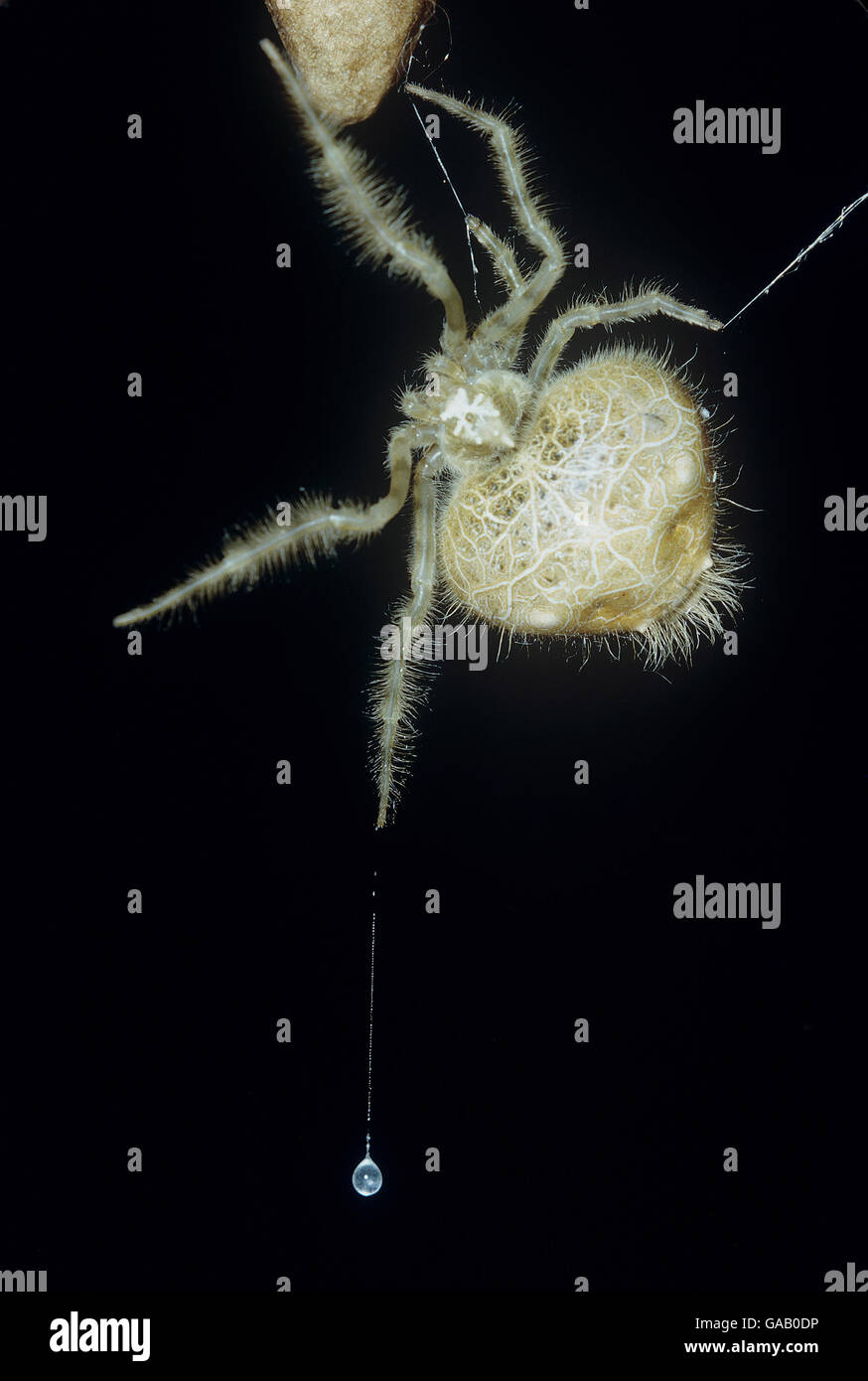 Bolas spider (Dicrostichus furcatus / Ordgarius furcatus) female with ...