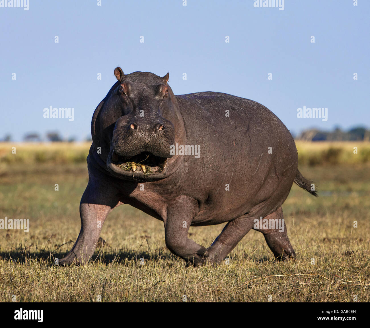 Hippopotamus (Hippopotamus amphibius) charging, Chobe National Park ...