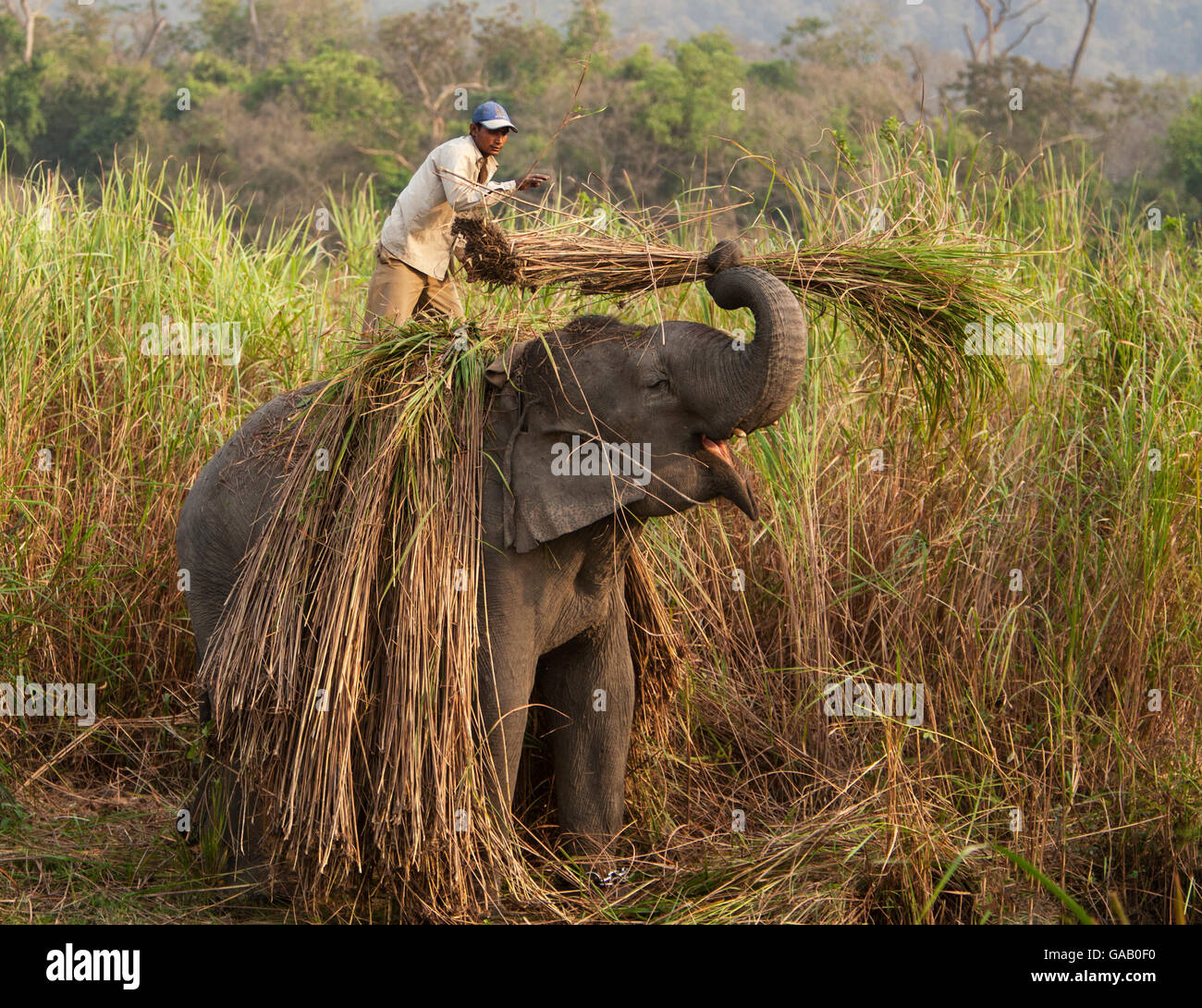 Trained elephant hi-res stock photography and images - Alamy