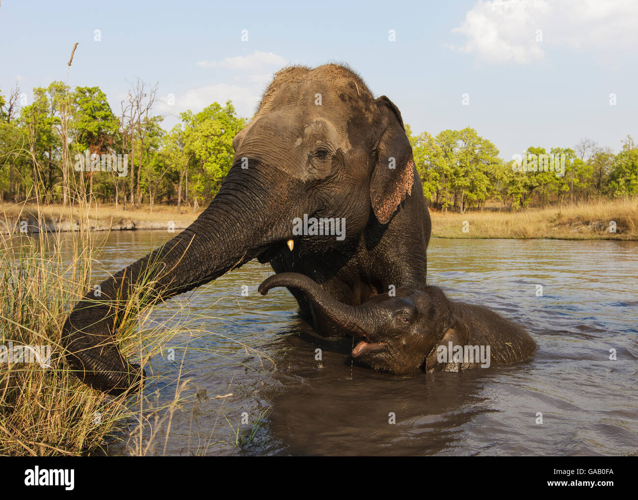 Asian Elephant Trunk
