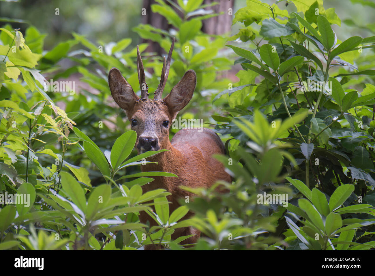 Roe deer stag hi-res stock photography and images - Alamy