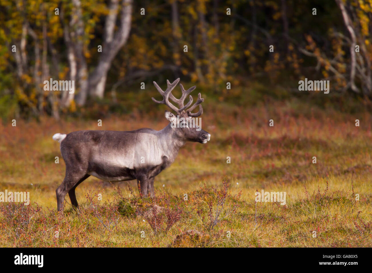 Reindeer side profile hi-res stock photography and images - Alamy