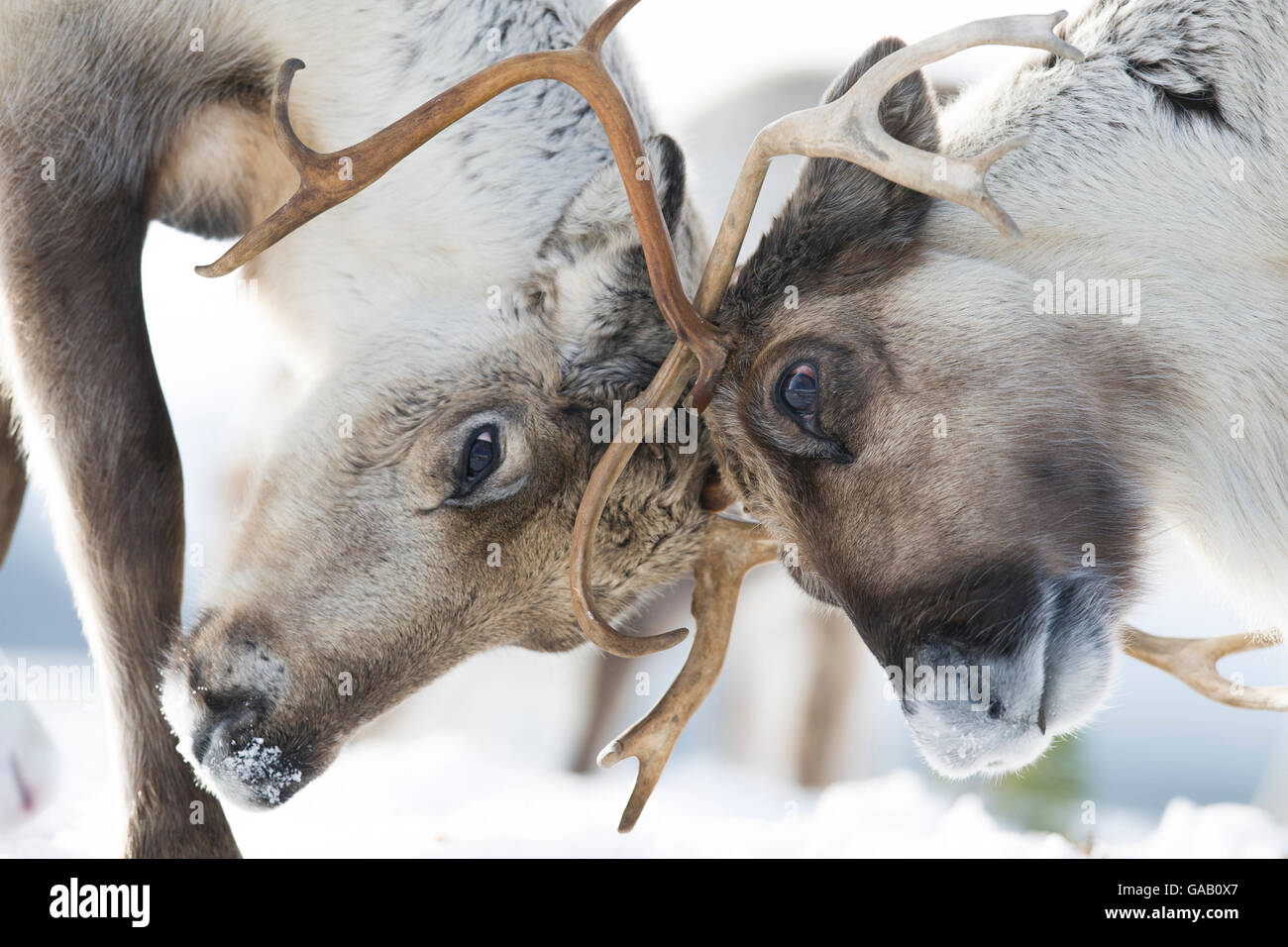 Reindeer (Rangifer tarandus) fighting, Cairngorms National Park ...