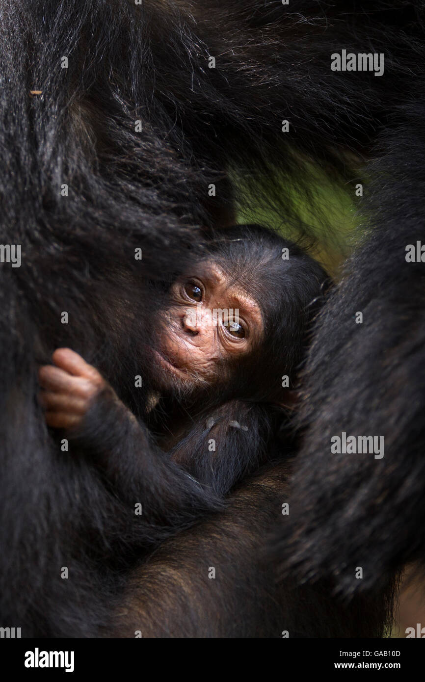 Eastern chimpanzee (Pan troglodytes schweinfurtheii) young baby of ...