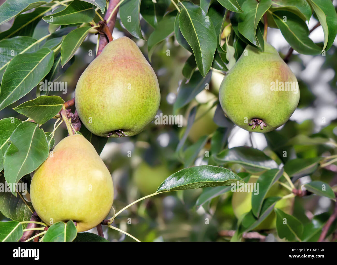 Large ripe pears on a tree branch among green leaves. Photographed ...