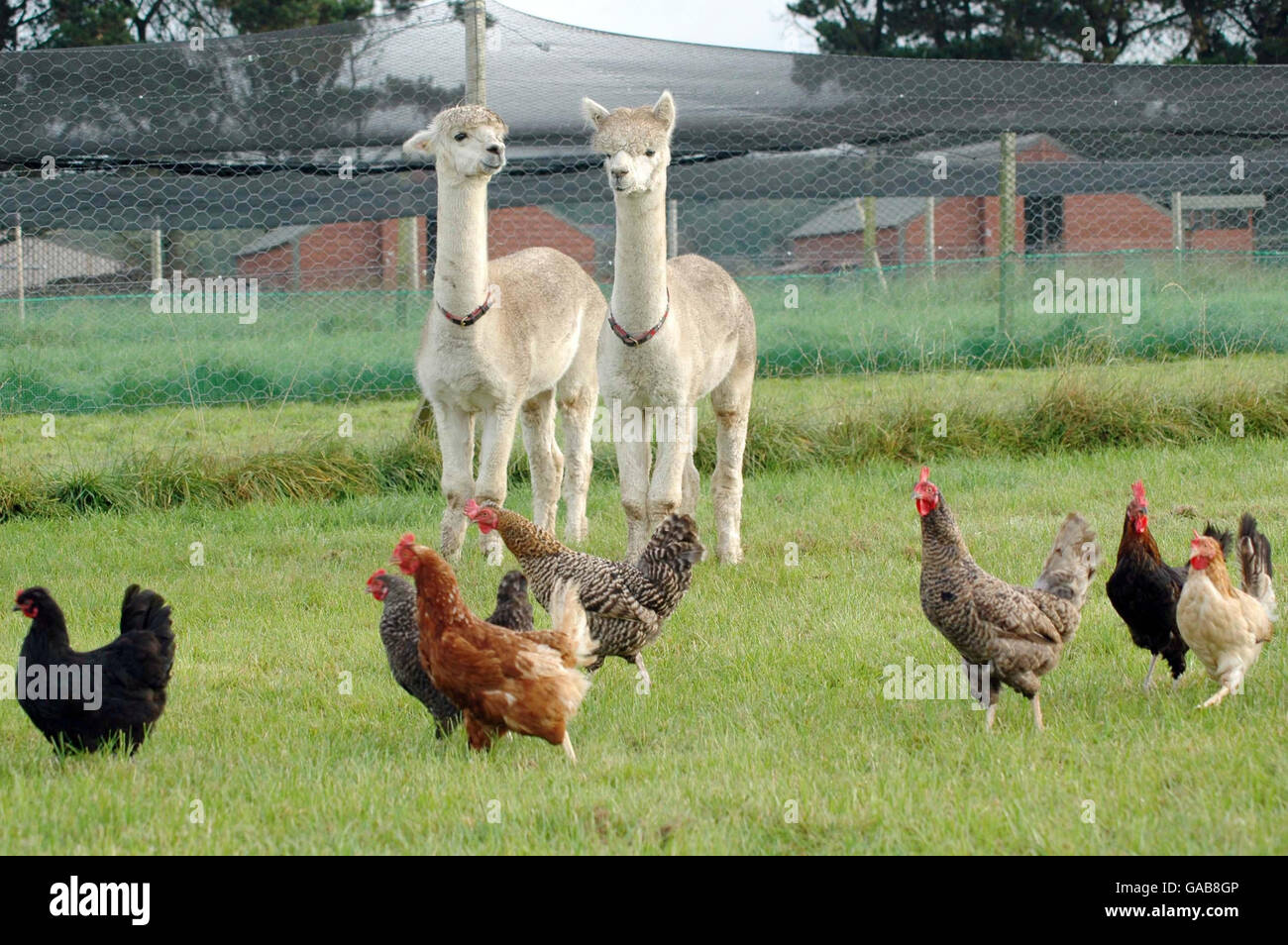 Alpaca security guards Stock Photo - Alamy