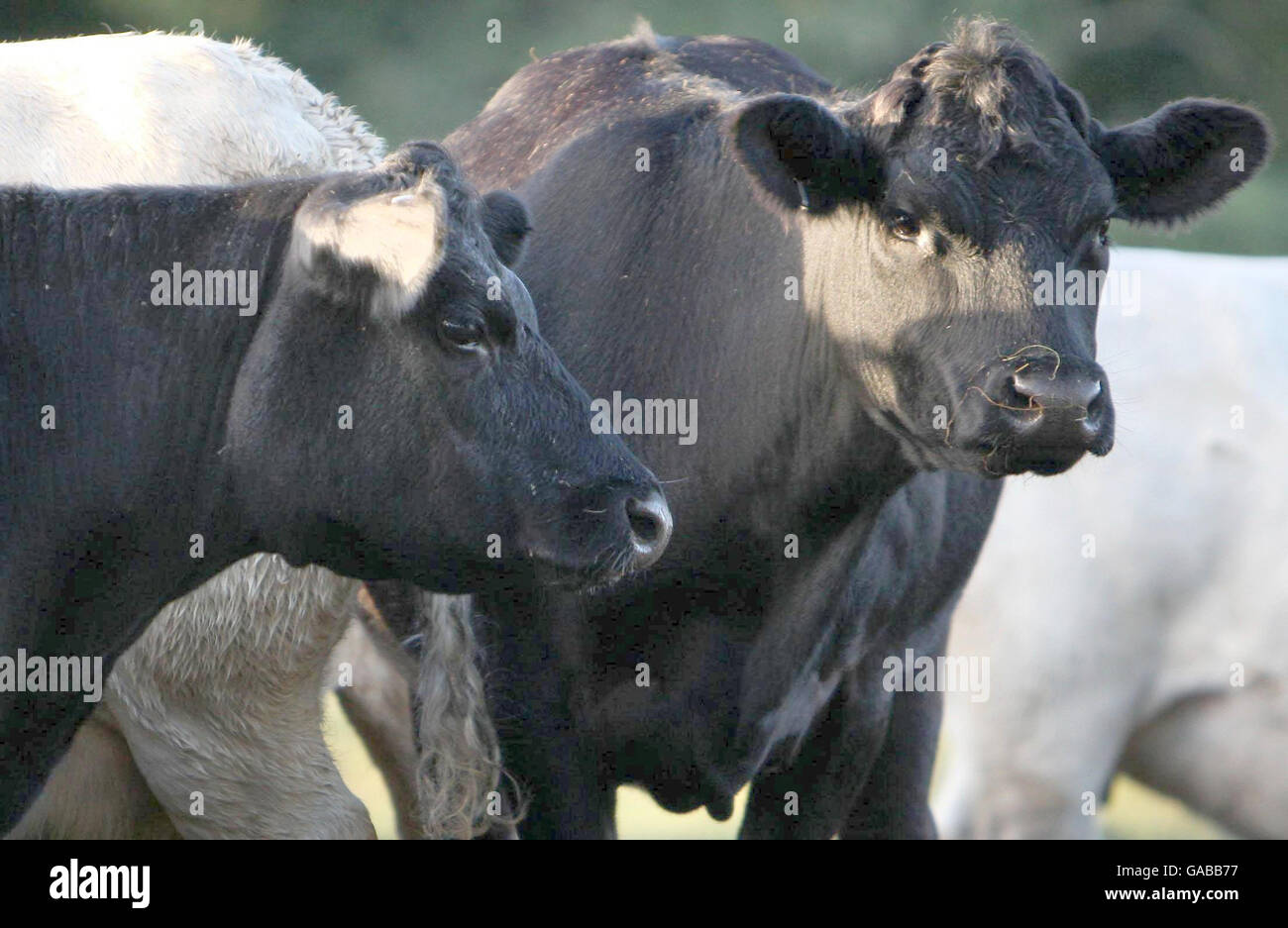 General view of Mace Green Farm at Washbrook, near Ipswich, Suffolk ...