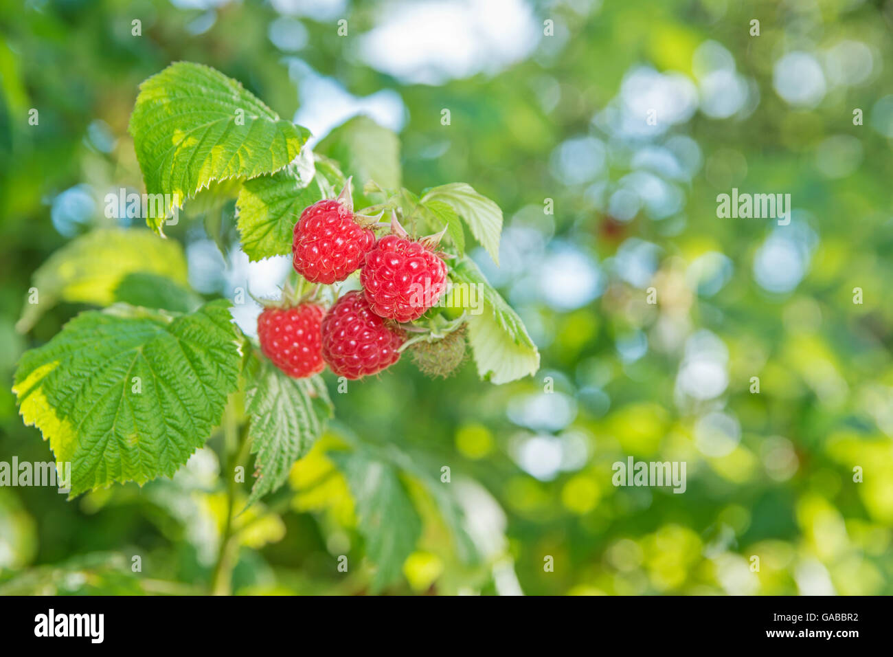 Branch Of Raspberry High Resolution Stock Photography and Images - Alamy