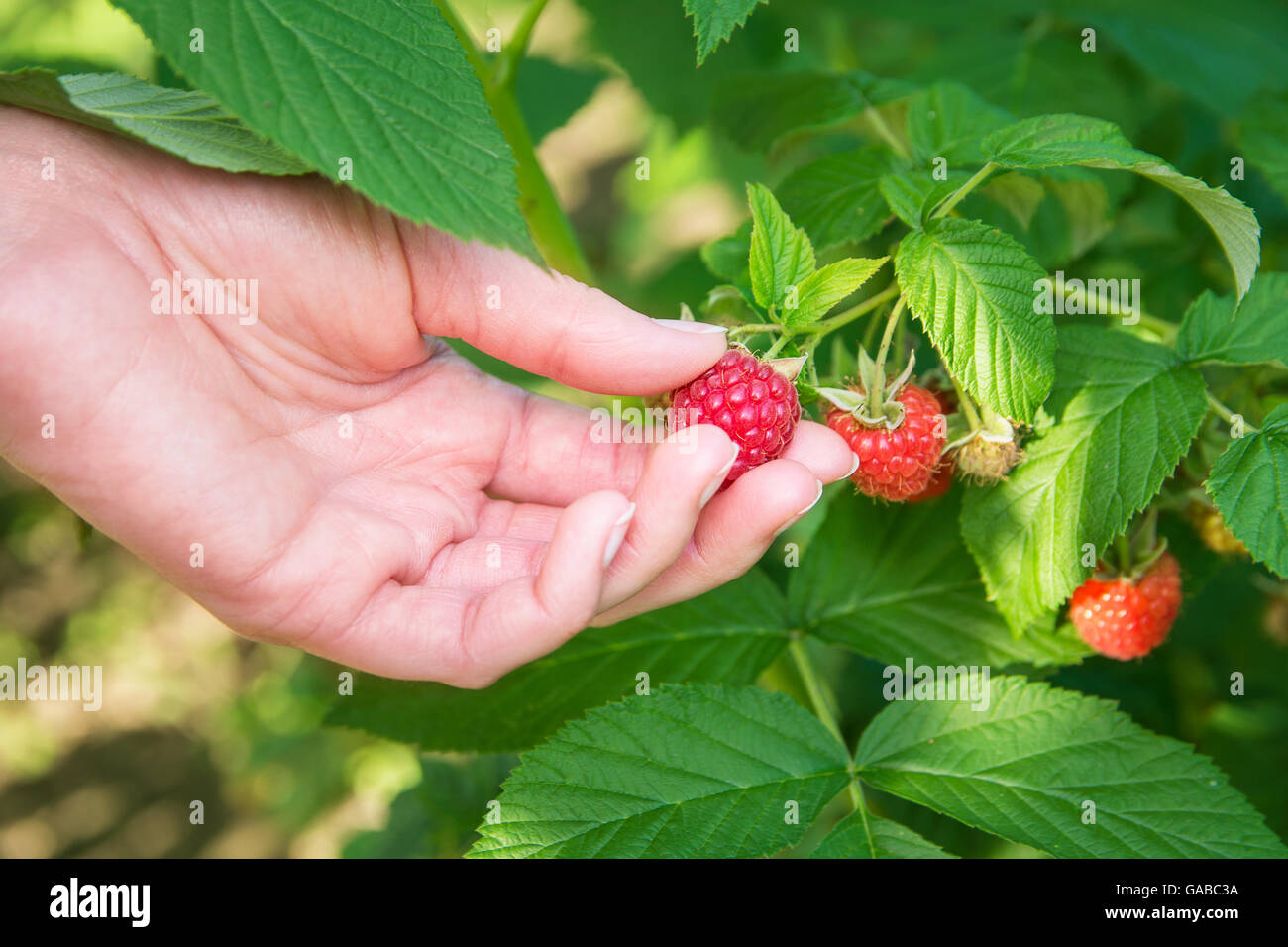 Pick ripe raspberry in fruit garden Stock Photo - Alamy