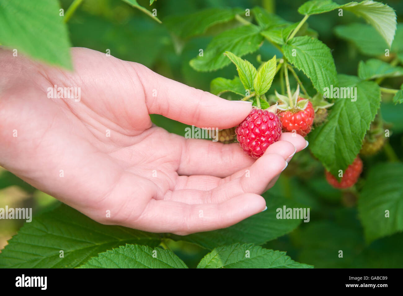 Pick ripe raspberry in fruit garden Stock Photo - Alamy