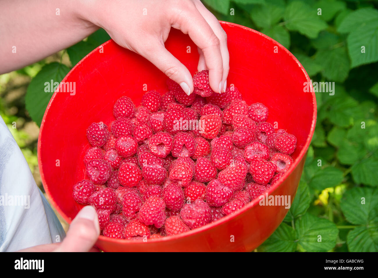 Girl picks raspberry in fruit garden into bowl Stock Photo - Alamy