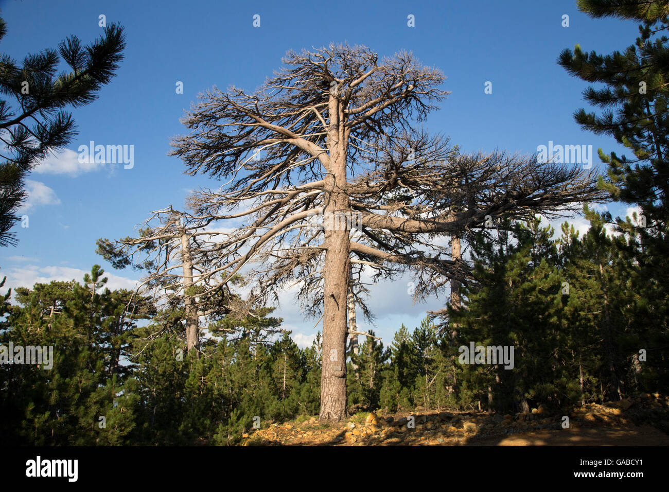 The cedar tree which is already dead (anit agac) in cedar forest, Mugla ...