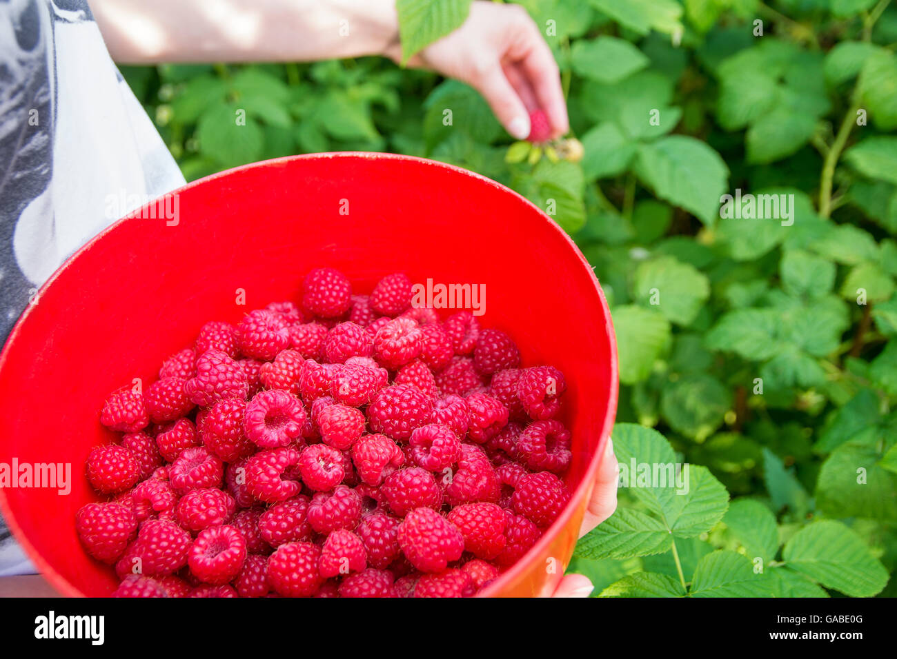 Girl picks raspberry in fruit garden into bowl Stock Photo - Alamy