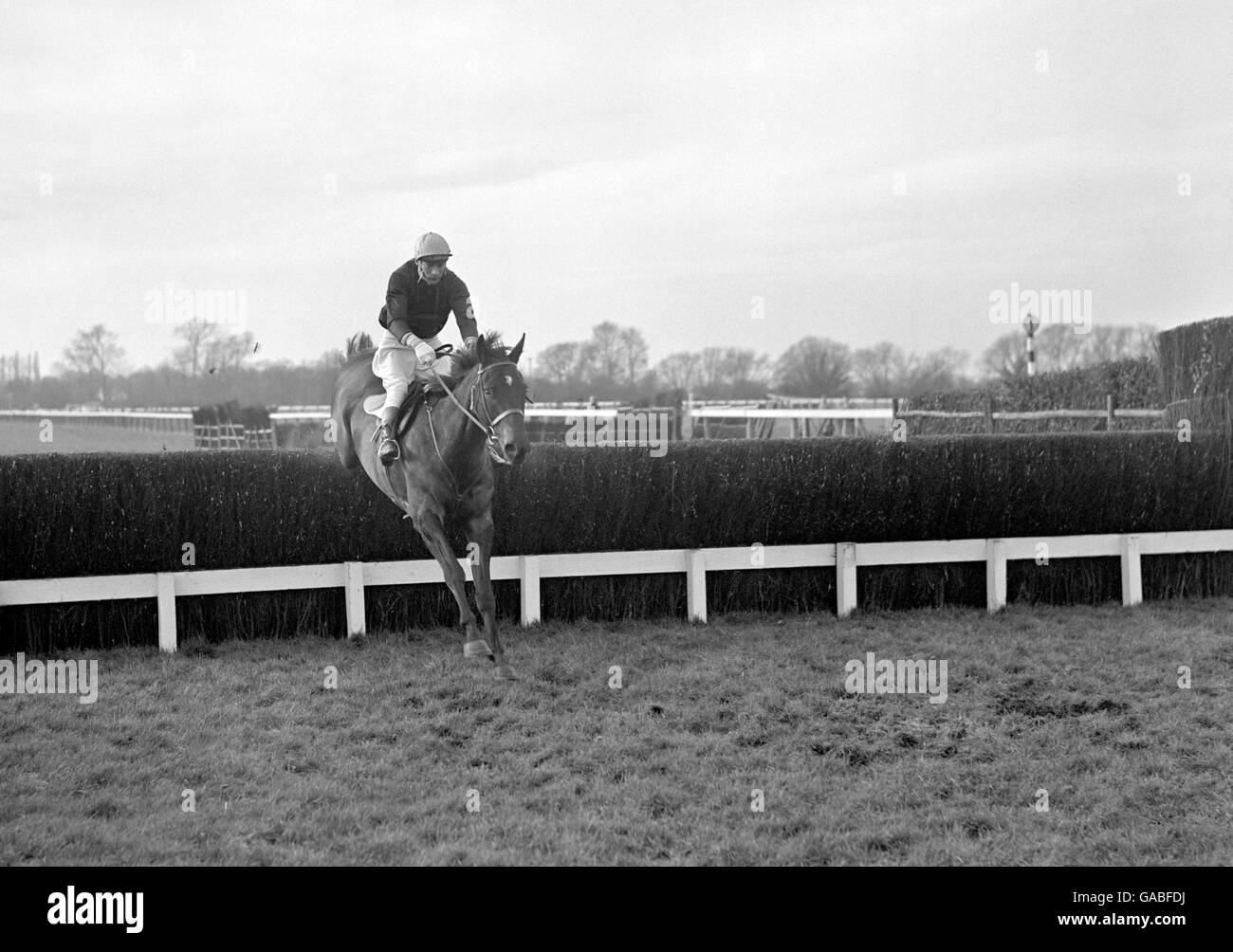 Fence horse race Black and White Stock Photos & Images - Alamy