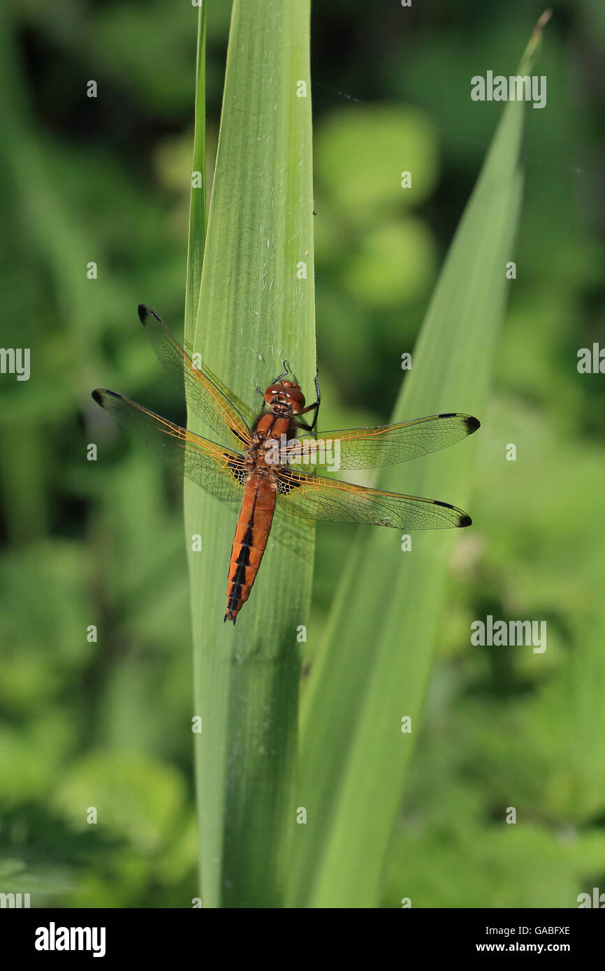 Scarce Chaser (Libellula fulva Stock Photo - Alamy
