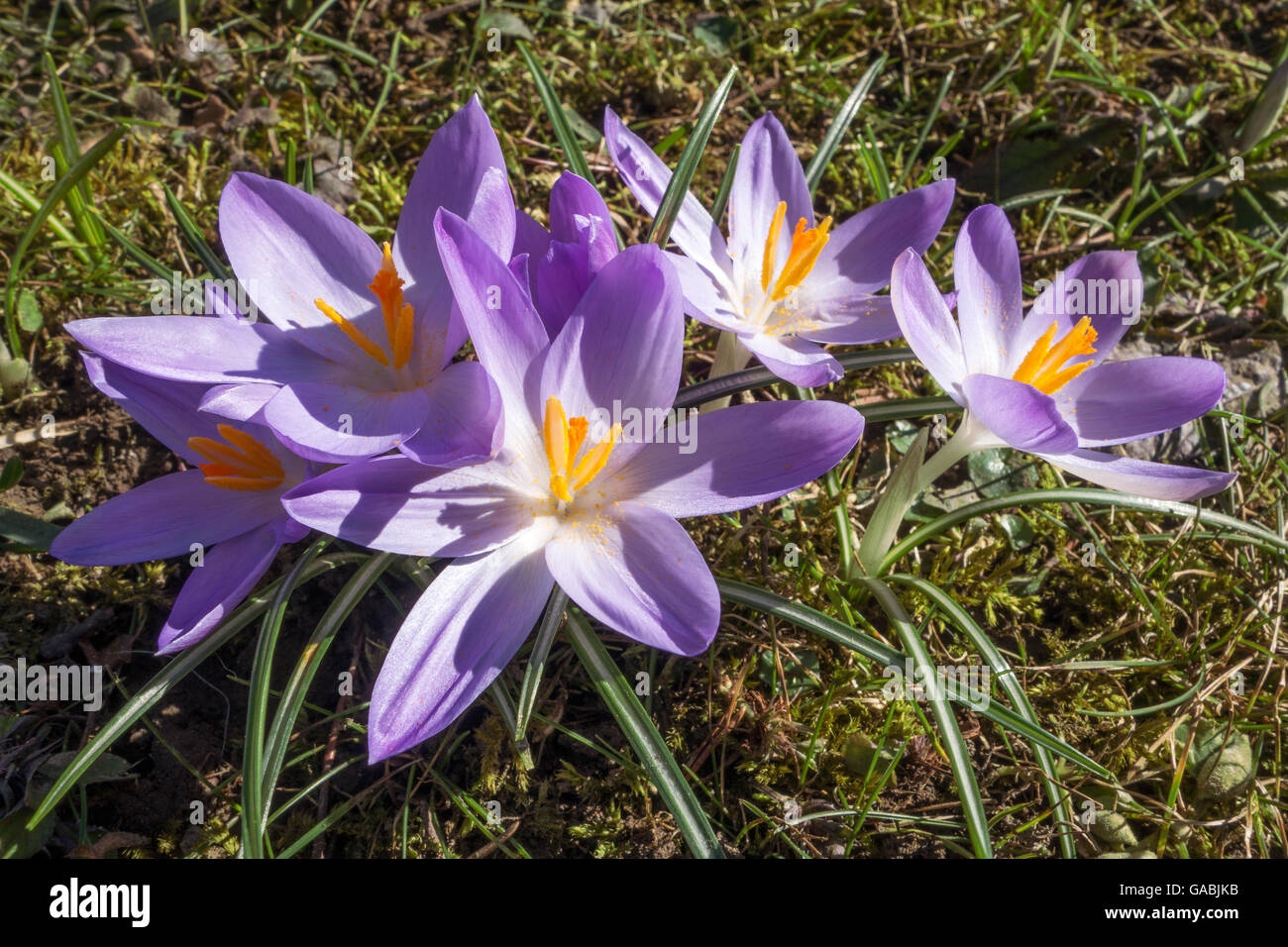 Group purple blooming crocus hi-res stock photography and images - Alamy