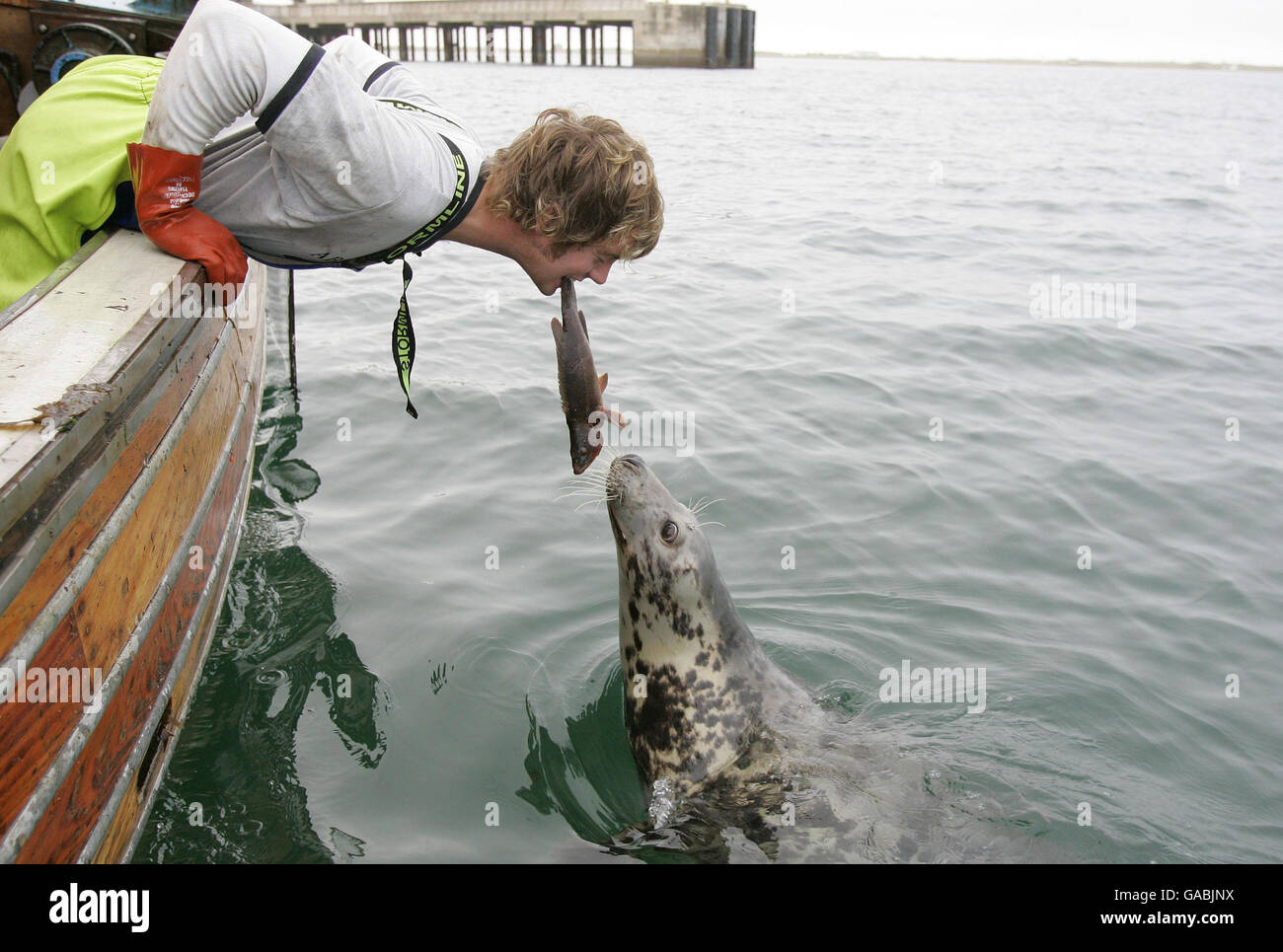 Fisherman feeds seal Stock Photo - Alamy