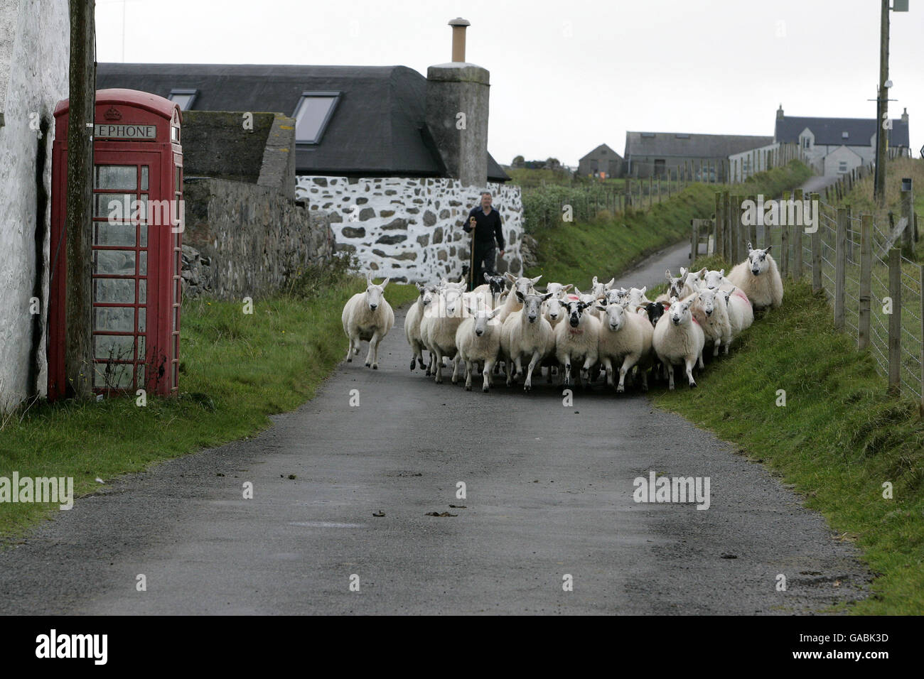Cheviot sheep tiree hi-res stock photography and images - Alamy
