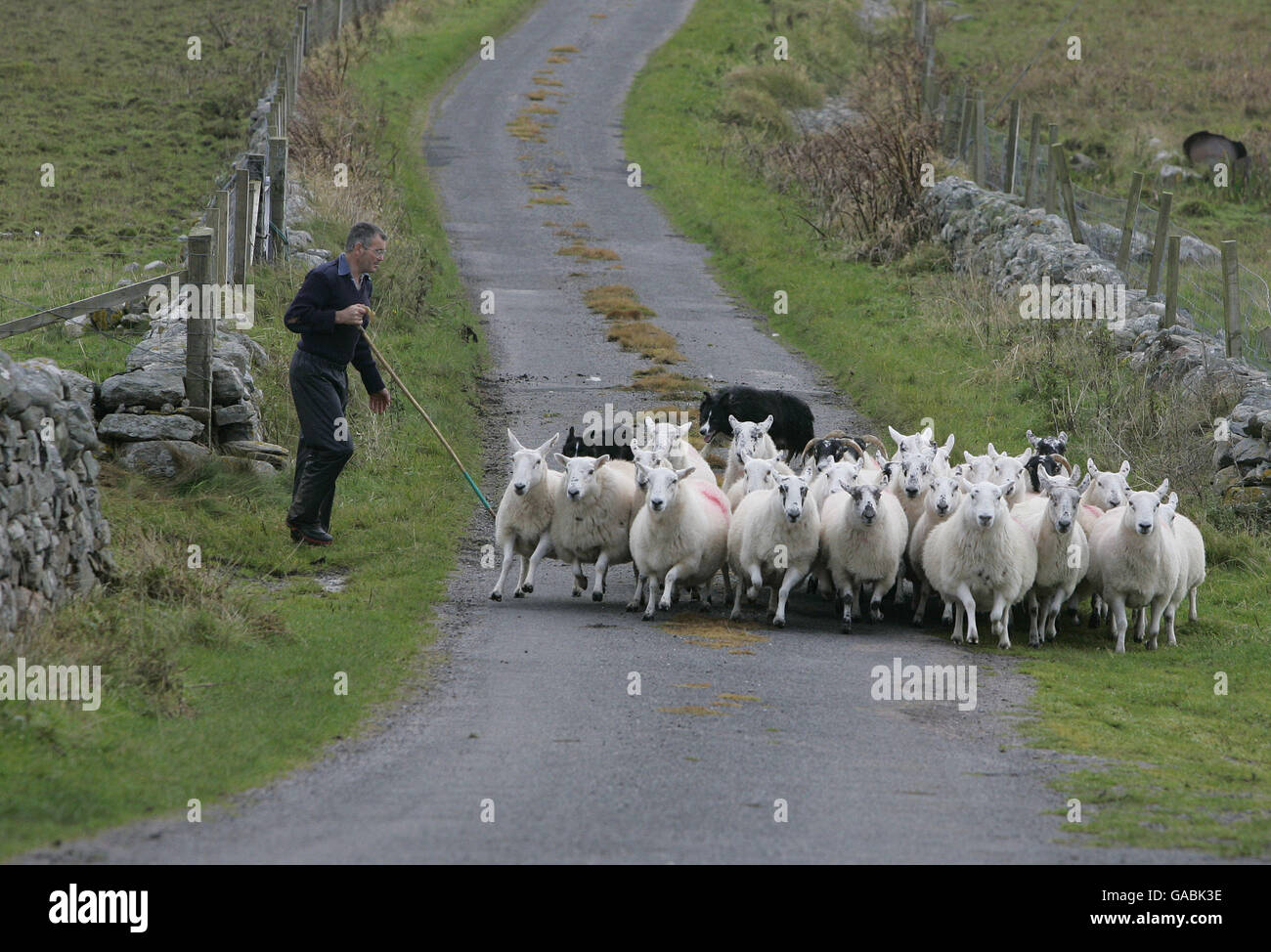 Sheep Farming - Isle of Tiree Stock Photo - Alamy