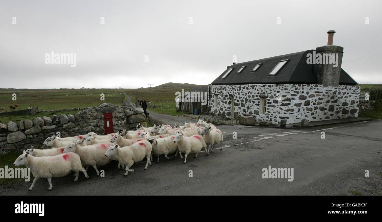 Sheep Farming - Isle of Tiree Stock Photo - Alamy