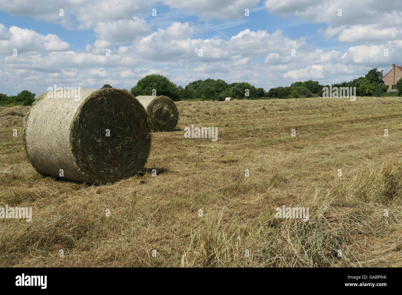 Wildlife of baling hi-res stock photography and images - Alamy