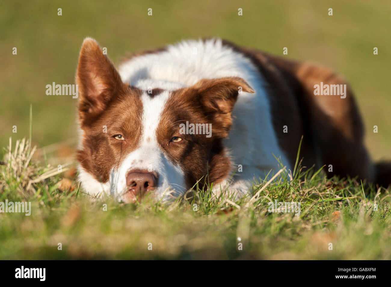Collie dog face hi-res stock photography and images - Alamy