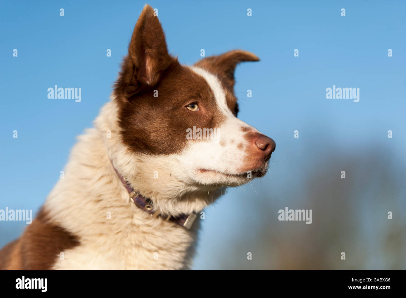 Red collie hi-res stock photography and images - Alamy
