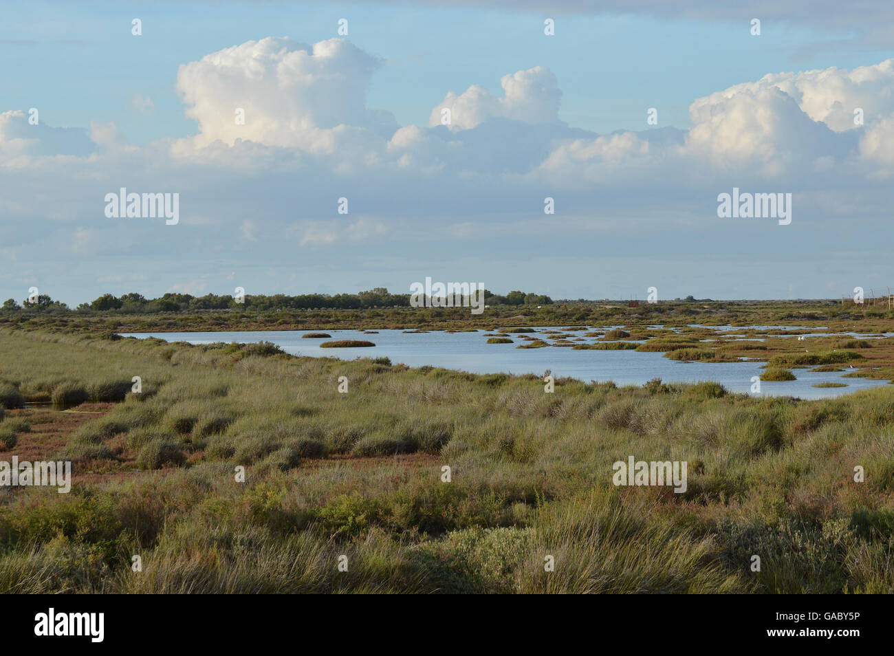landscape of birds and marshes in the salt Stock Photo - Alamy